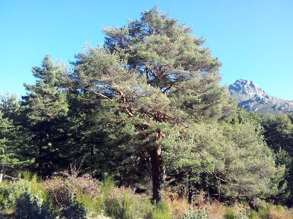 Pino albar | Project Noah