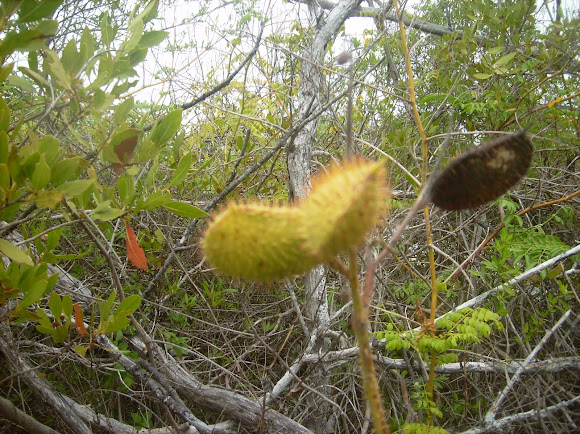 Nickerbean | Project Noah