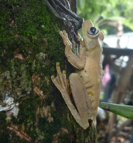 Gladiator tree frog | Project Noah