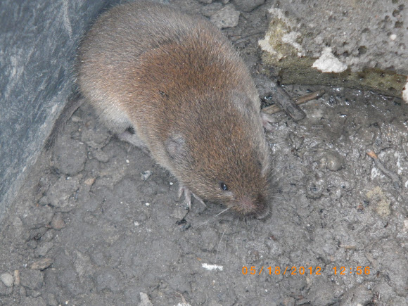 Woodland vole | Project Noah