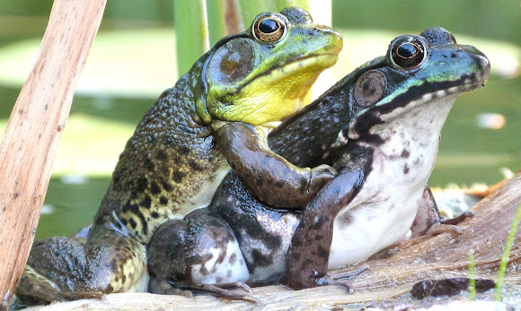 Northern Green Frogs (amplexus) | Project Noah
