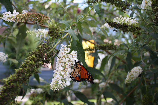 Monarch butterfly | Project Noah