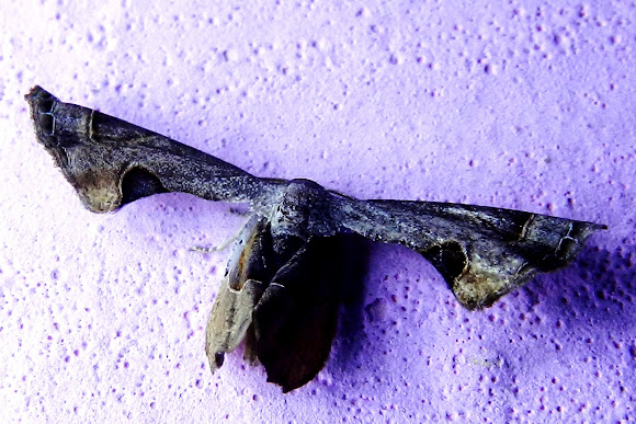 Uraniid moth | Project Noah