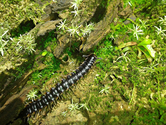 Armoured millipede | Project Noah