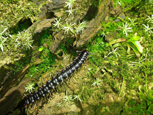 Armoured millipede | Project Noah