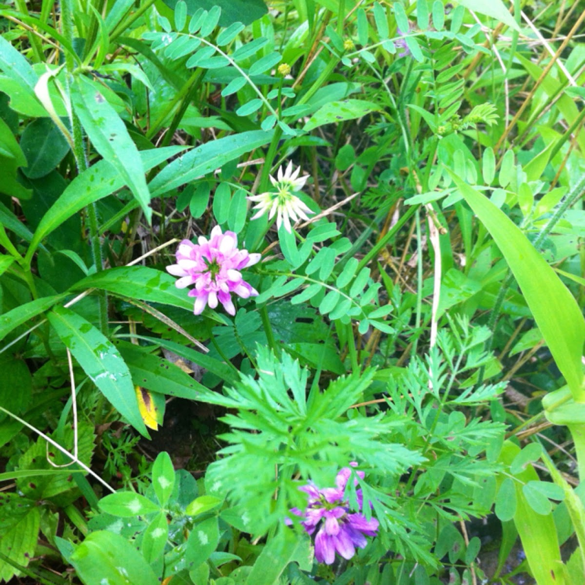 crown vetch | Project Noah