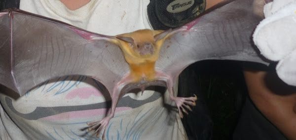 Murcielago pescador | Project Noah