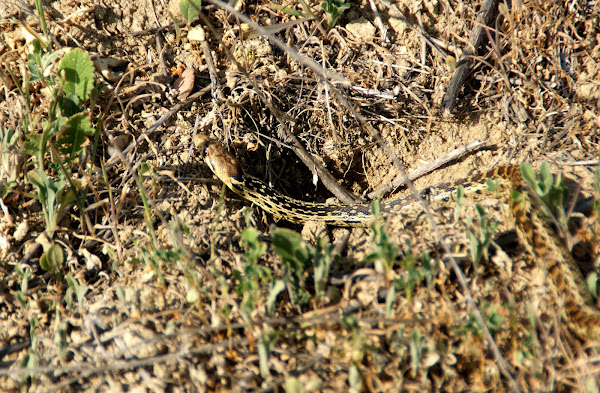 Pacific gopher snake | Project Noah