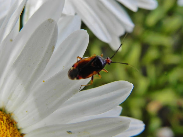 Lygus sp. | Project Noah