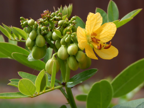 Bahama Senna | Project Noah