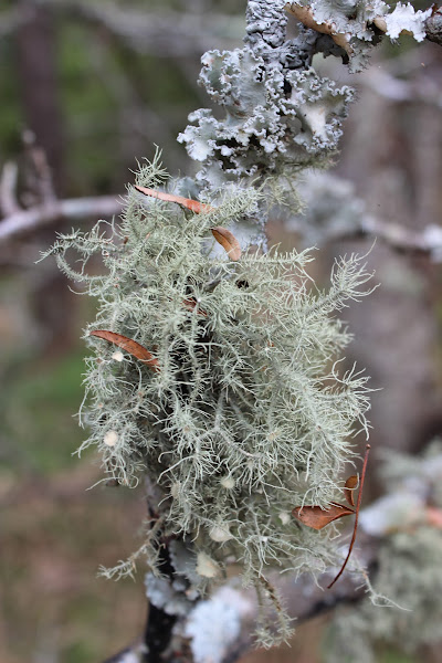 Bushy Beard Lichen | Project Noah
