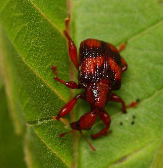 Leaf-twisting Weevil | Project Noah