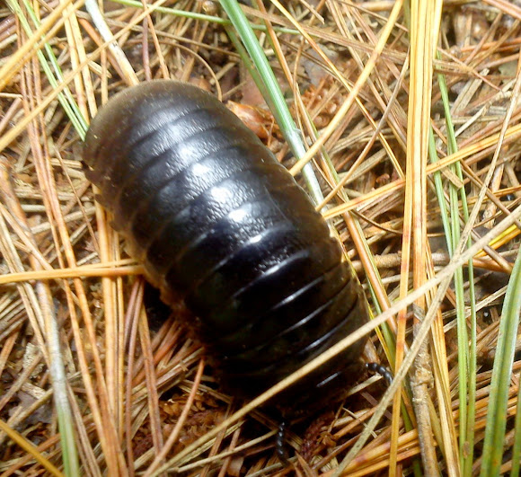 pill bug | Project Noah