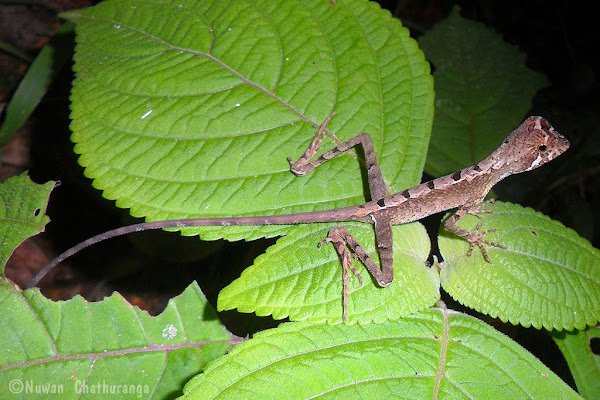 Kangaroo Lizard | Project Noah