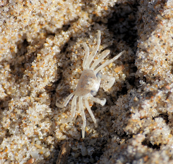 Dwarf Atlantic Ghost Crab | Project Noah
