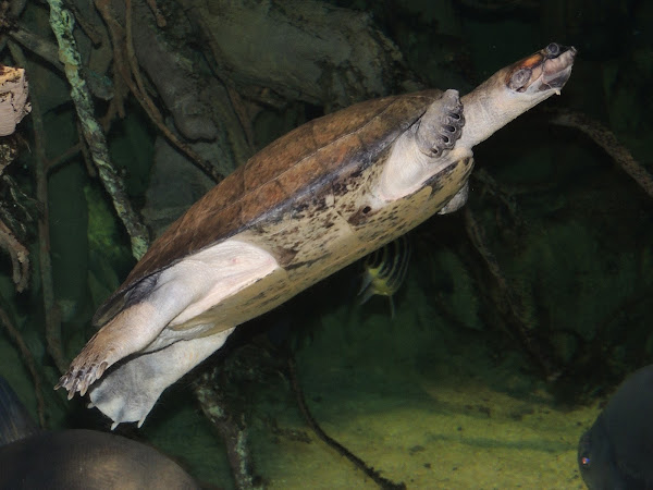 Giant Amazon River Turtle | Project Noah