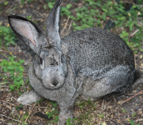 pet rabbit | Project Noah