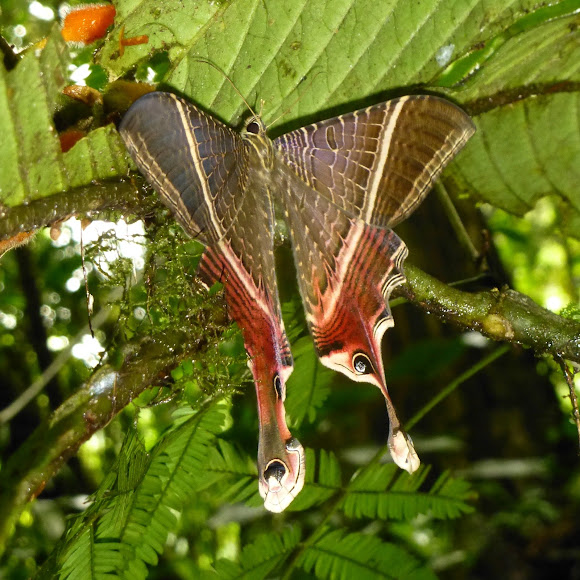 Eyetailed Moth (female) | Project Noah