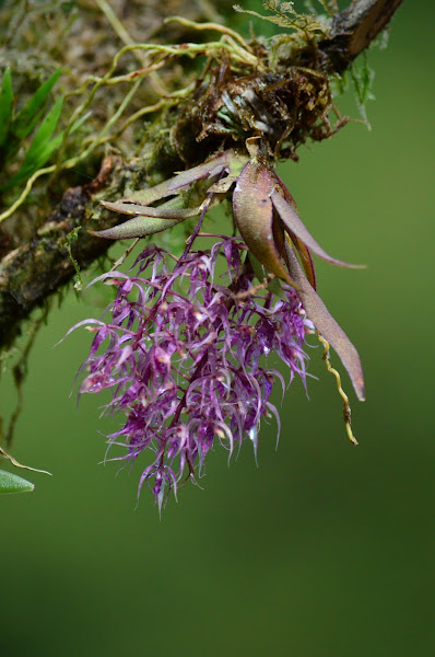 Macroclinium Orchid | Project Noah