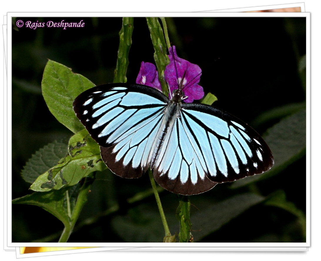 Common Wanderer Butterfly | Project Noah