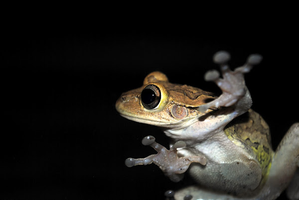 Cuban Tree Frog | Project Noah