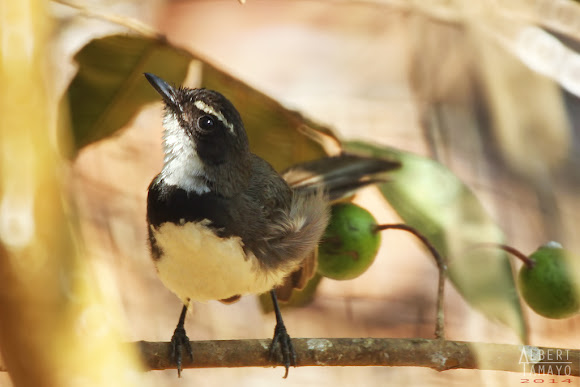 Philippine Pied Fantail | Project Noah