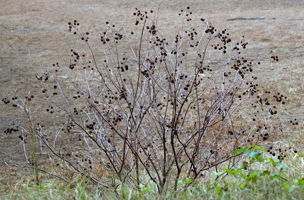 Common Buttonbush | Project Noah