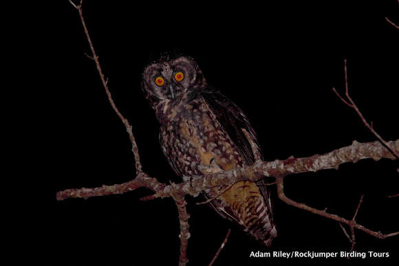 Stygian Owl | Project Noah