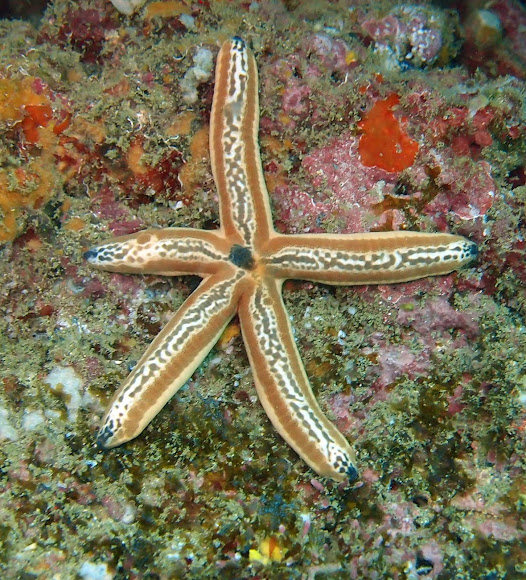 Tan Sea Star | Project Noah