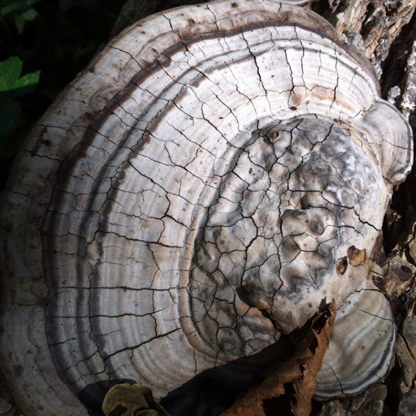 Bracket mushroom | Project Noah