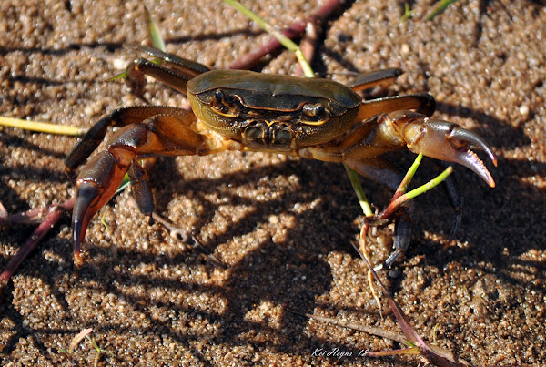Cape River Crab | Project Noah