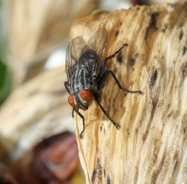 fly black and grey banded thorax | Project Noah