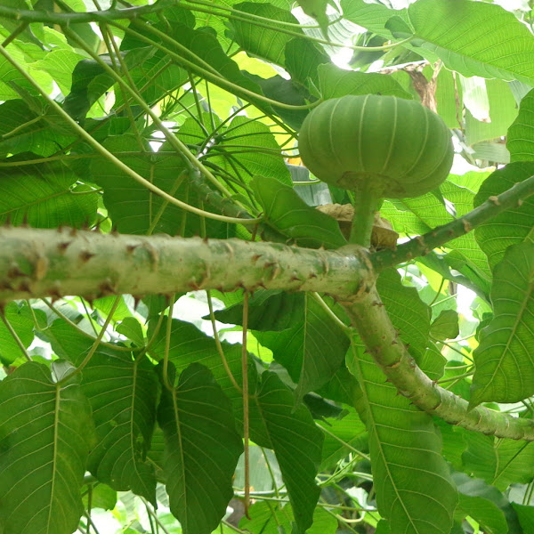 Tree of thorns | Project Noah