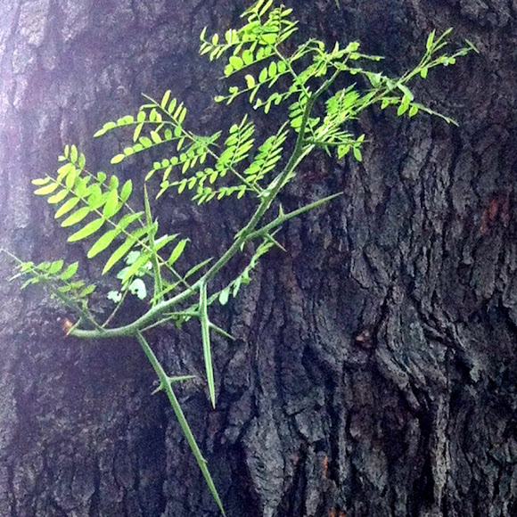 Thorny honey locust | Project Noah