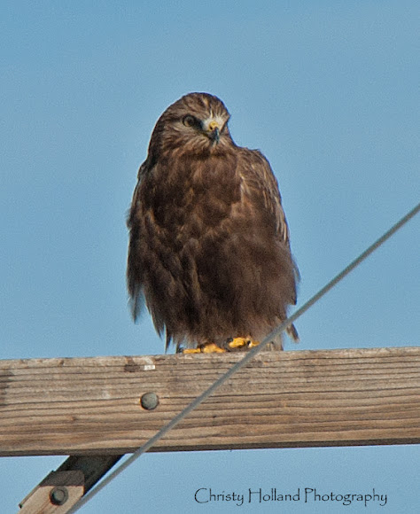 Rough-Legged Hawk | Project Noah