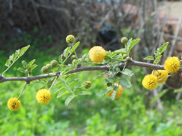 Babool / Kikar | Project Noah