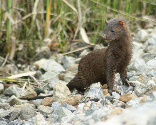 American Mink | Project Noah