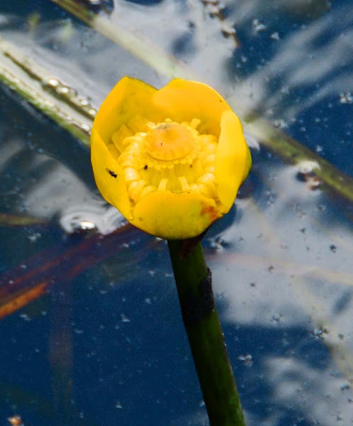 Yellow Water-lily (fruits & flowers) | Project Noah