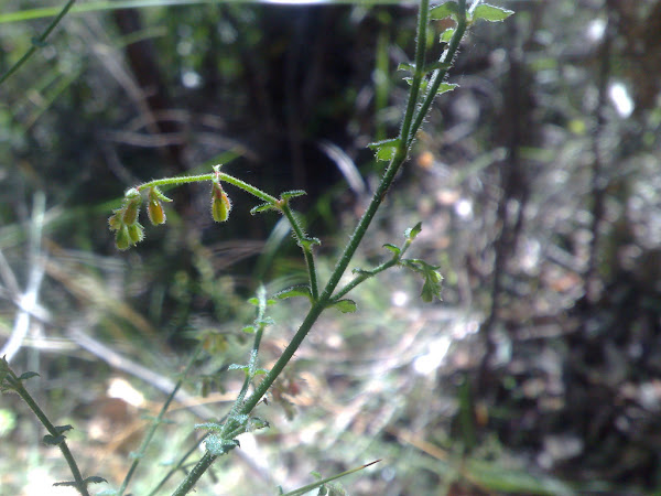 Gonocarpus | Project Noah