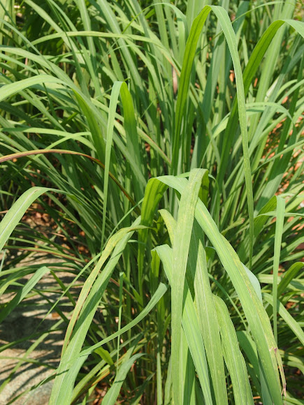 Citronella / Mana grass / Serai wangi | Project Noah