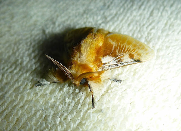 Southern Flannel Moth | Project Noah