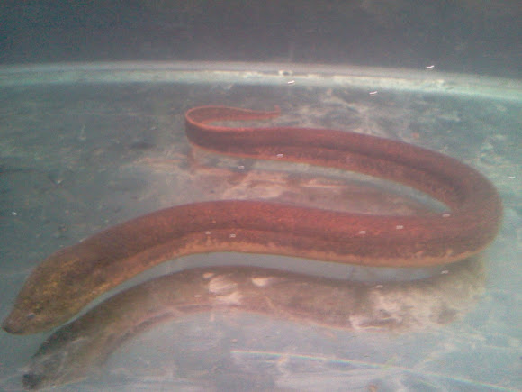 Common Asian Swamp Eel / Rice Paddy Eel | Project Noah