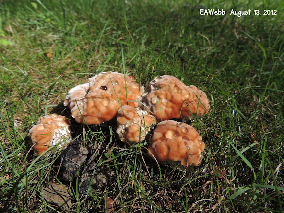 Bleeding Tooth Fungus | Project Noah