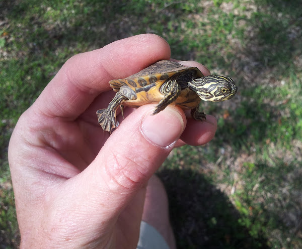 Eastern river cooter (hatchling) | Project Noah