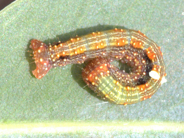 Autumn gum moth | Project Noah