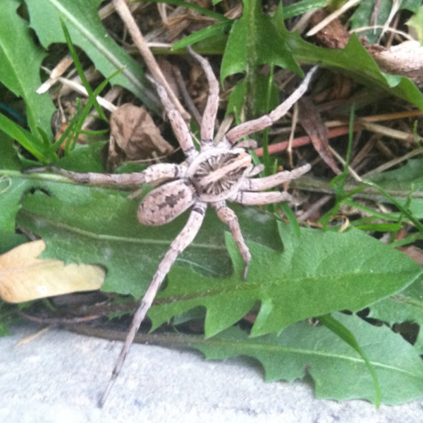 Field Wolf Spider | Project Noah