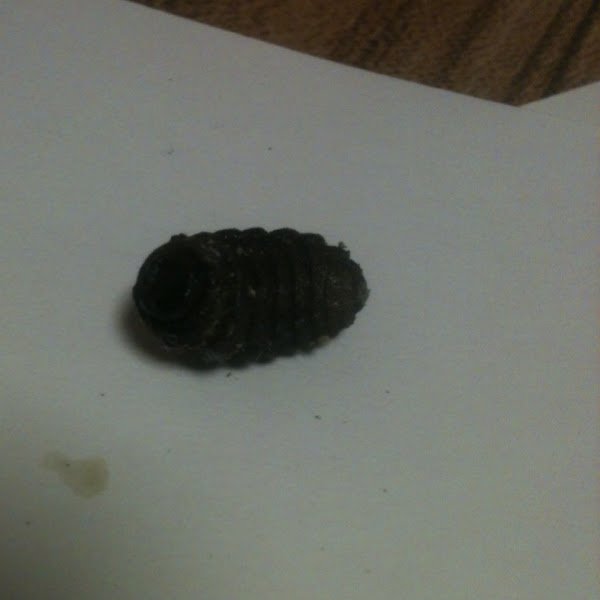 Warble of Rodent Botfly. | Project Noah