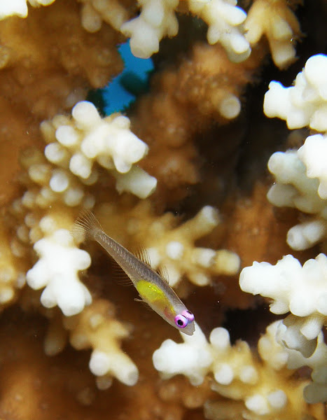 Red eye goby | Project Noah