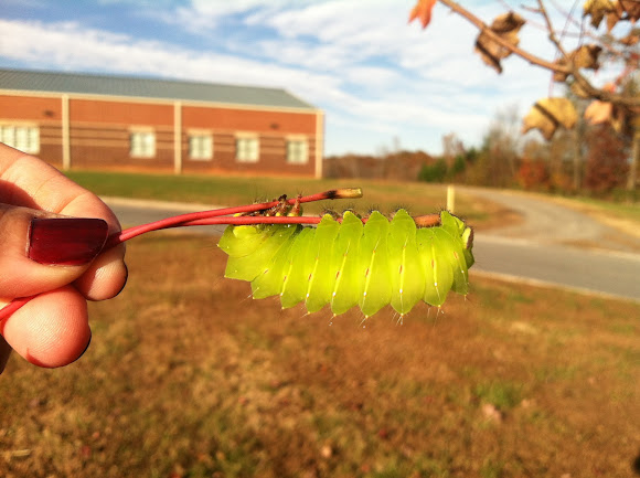 Polyphemus Moth Caterpillar & Cocoon | Project Noah