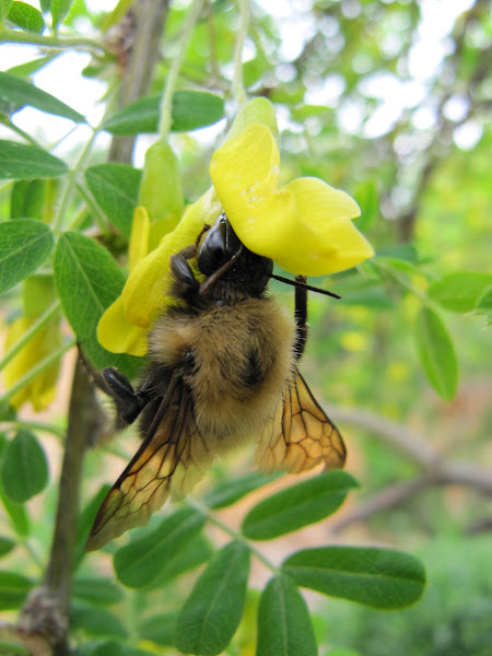 Bumblebee | Project Noah